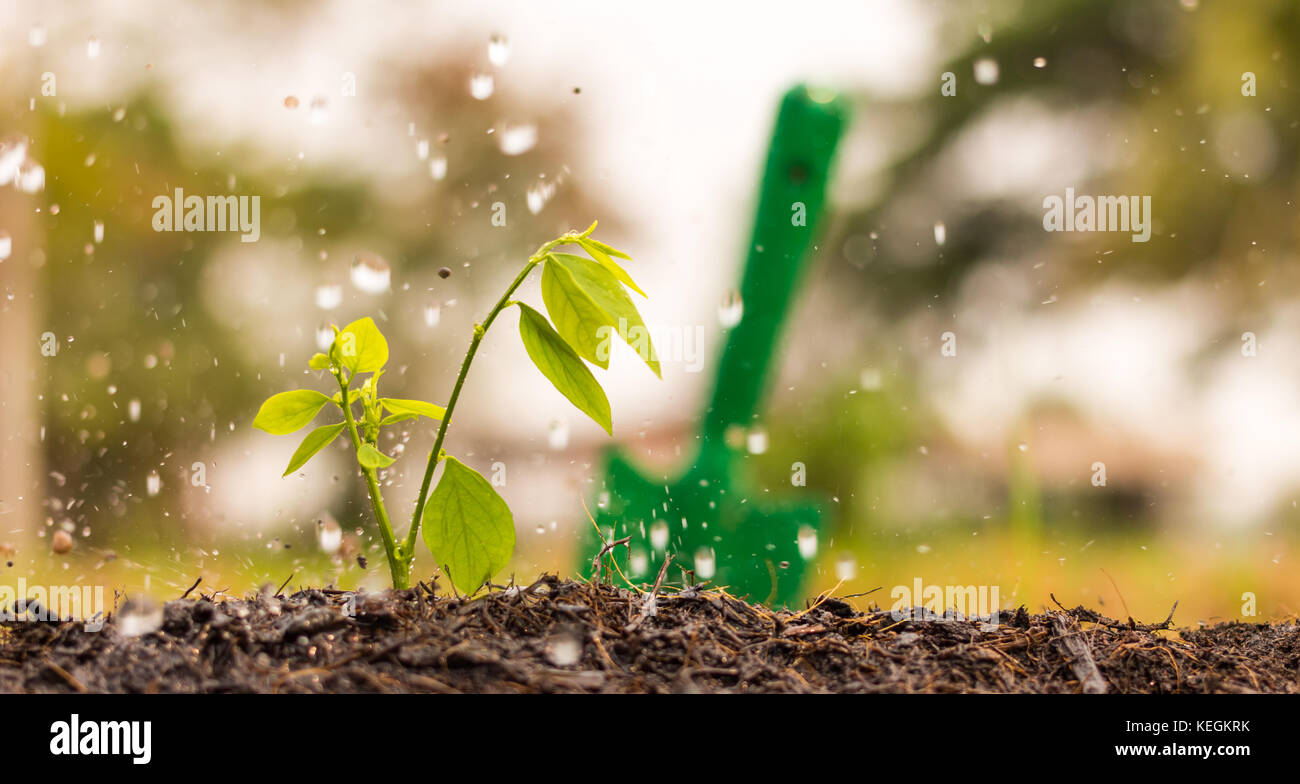 Growth, Plant, Rain Stock Photo - Alamy