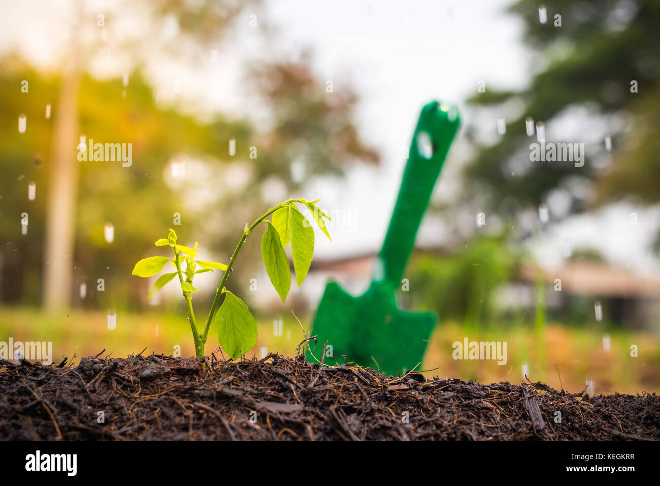 Growth, Plant, Rain Stock Photo - Alamy