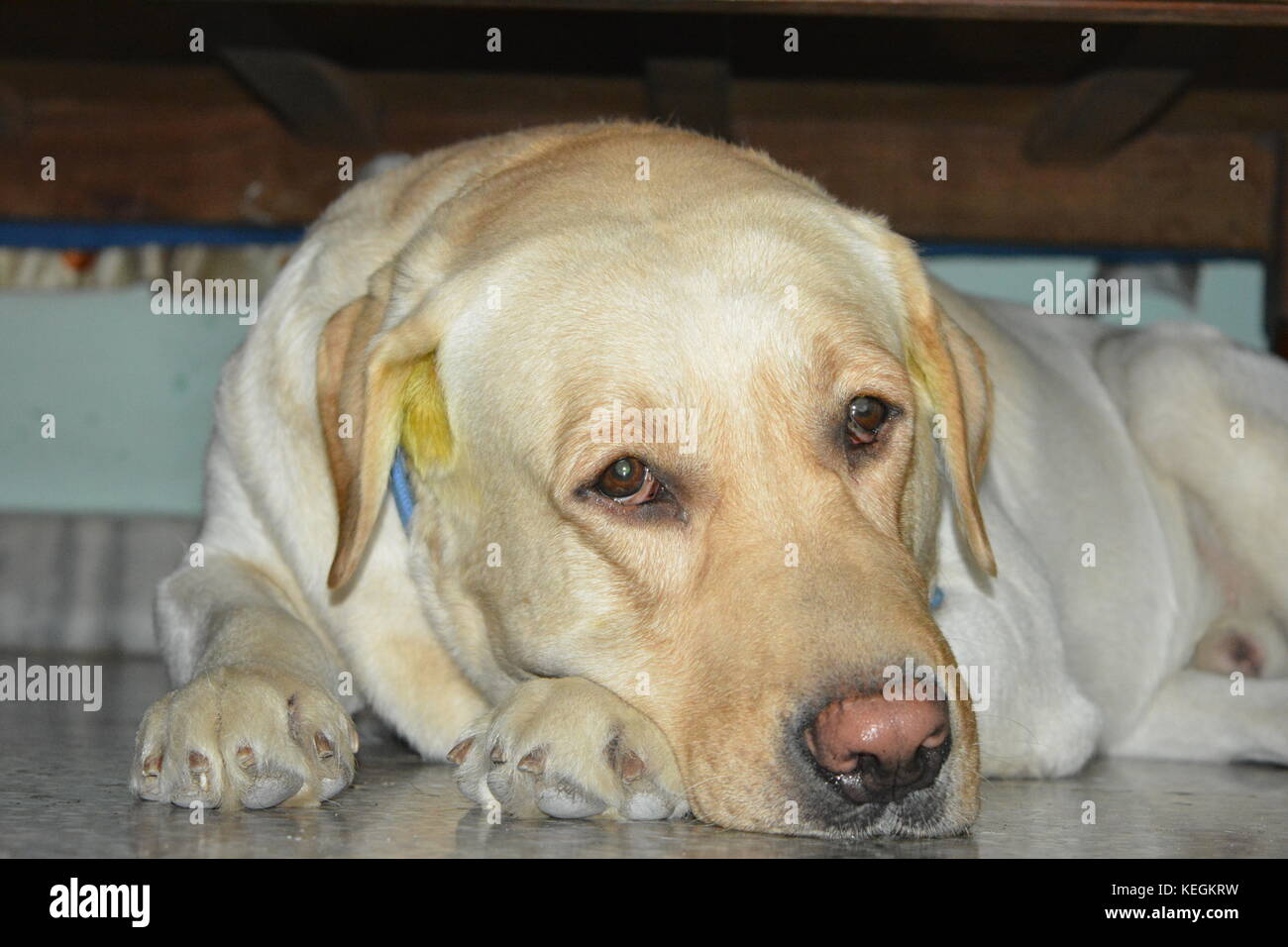 Dogs are first best friend of the humans Stock Photo - Alamy