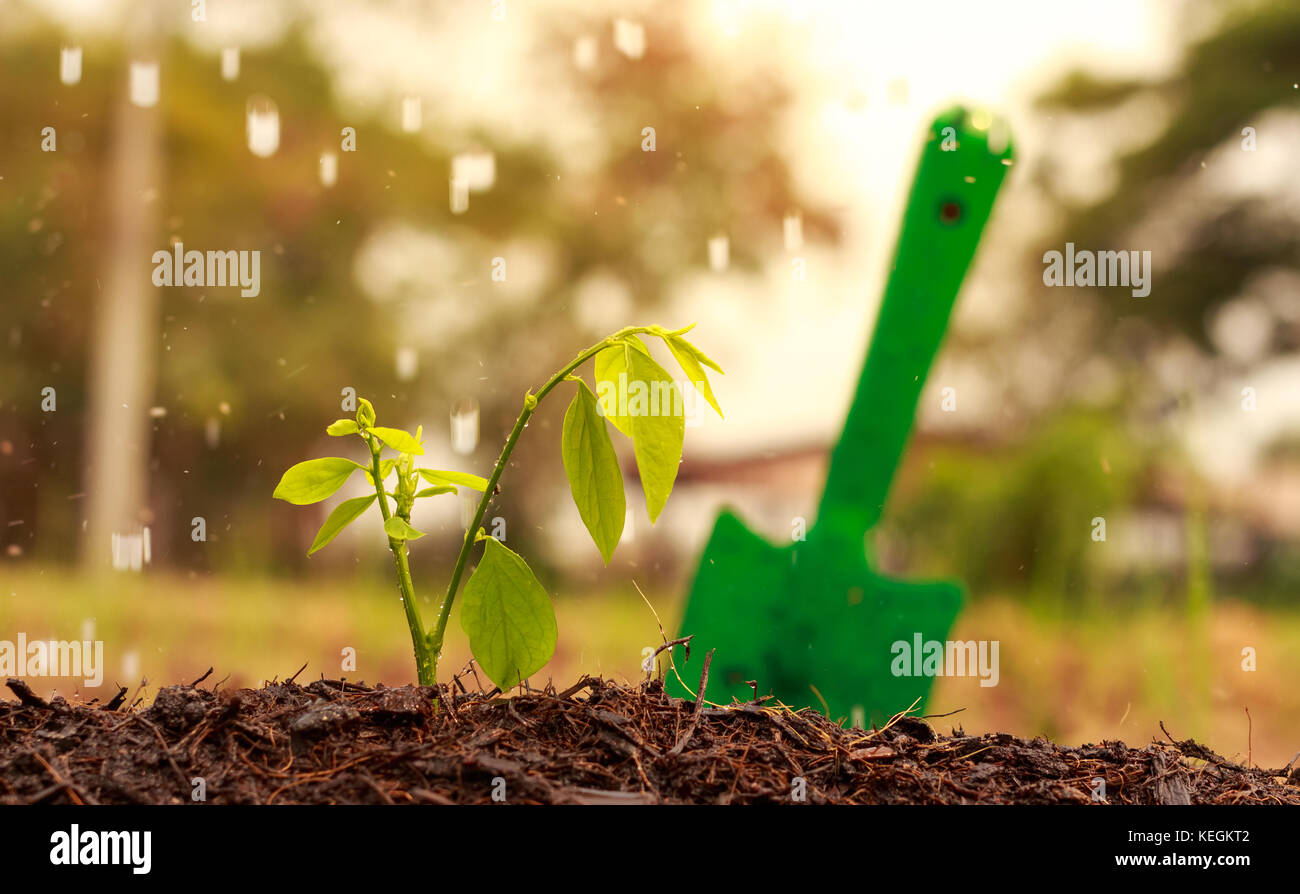 Growth, Plant, Rain Stock Photo - Alamy
