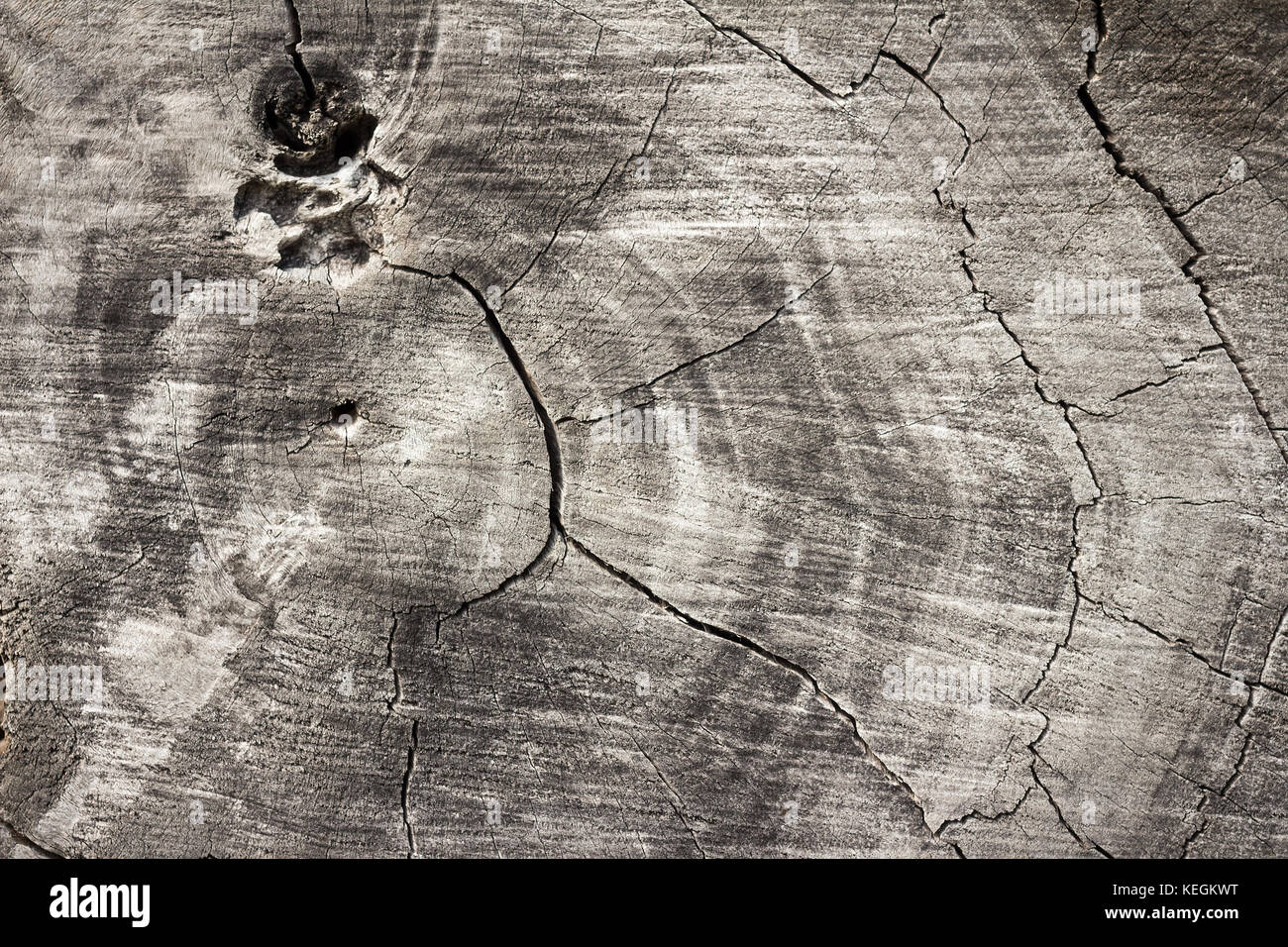 Texture of tree stump Stock Photo - Alamy