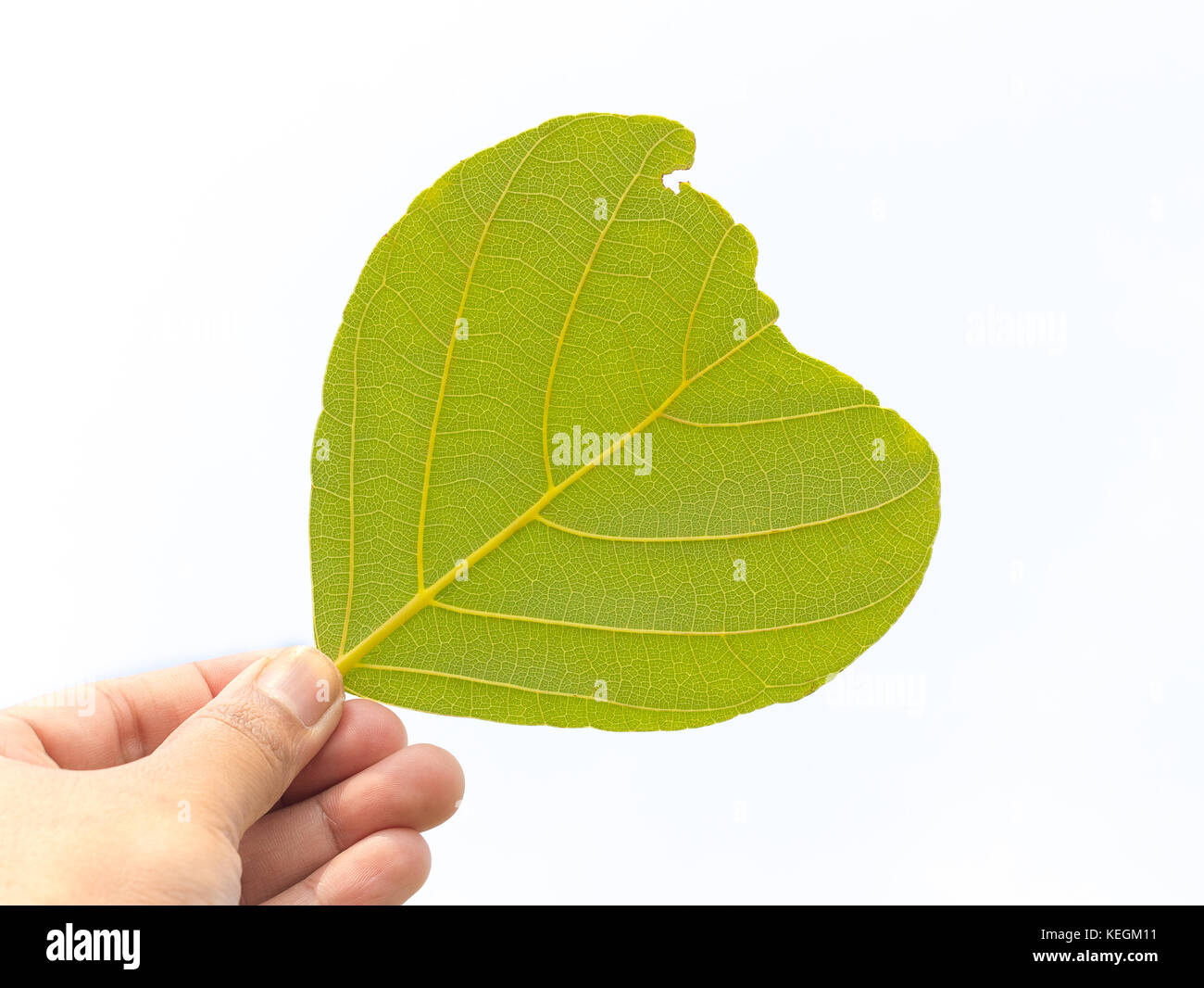 Hand holding a Green leaf close up shot Stock Photo - Alamy