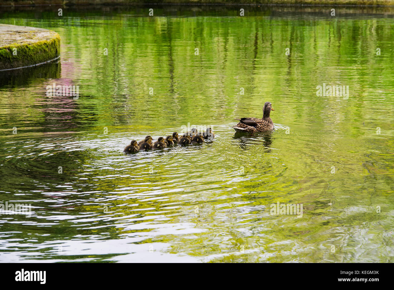 Child following ducks High Resolution Stock Photography and Images - Alamy