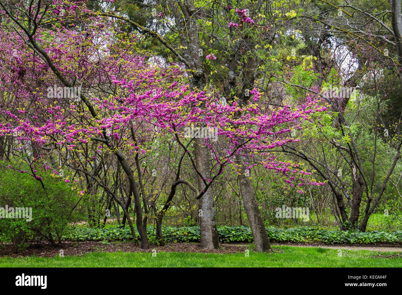 green forest with purple flowers on the trees. Springtime Stock Photo ...