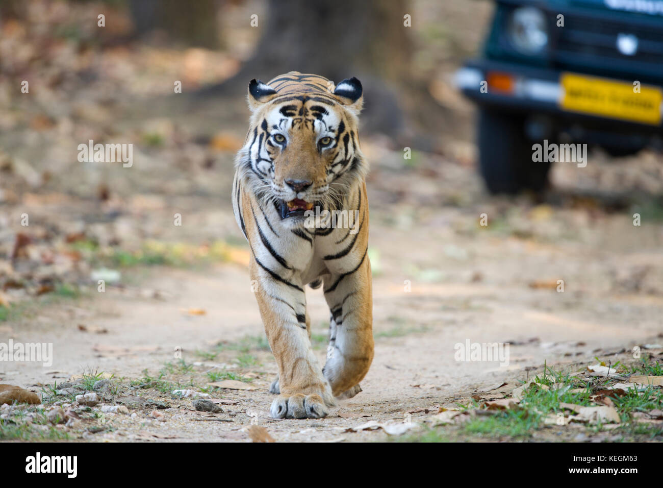 Predatory letters hi-res stock photography and images - Alamy