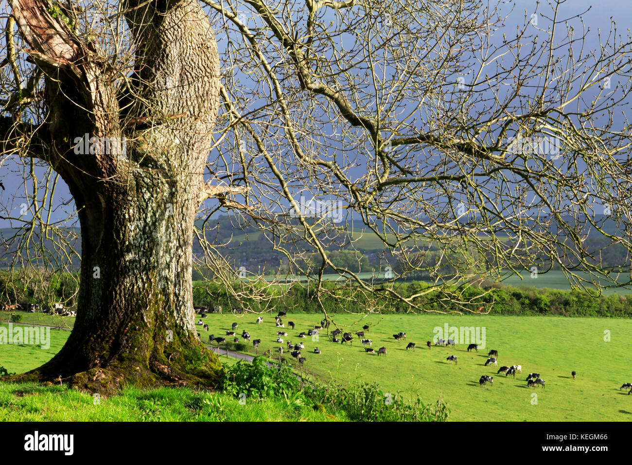 A tree standing on a hillside near the village of Corton in the Wylye ...
