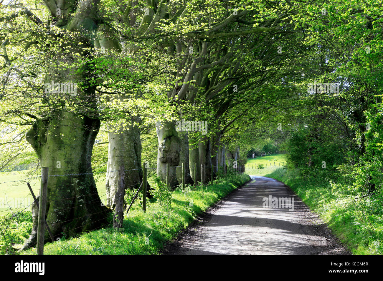 An avenue of beech trees on the Wessex Ridgeway path in Wiltshire Stock ...
