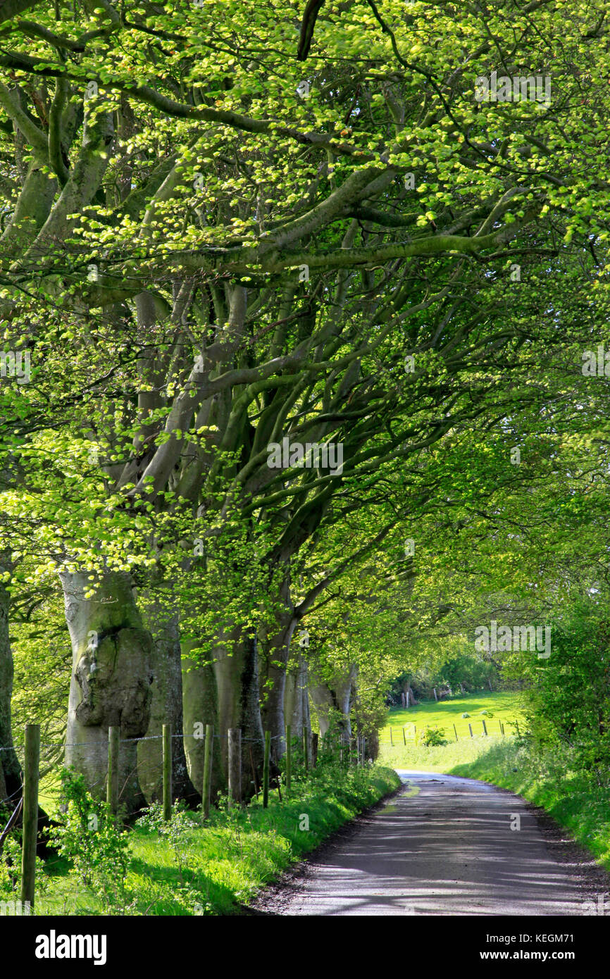 An avenue of beech trees on the Wessex Ridgeway path in Wiltshire Stock ...