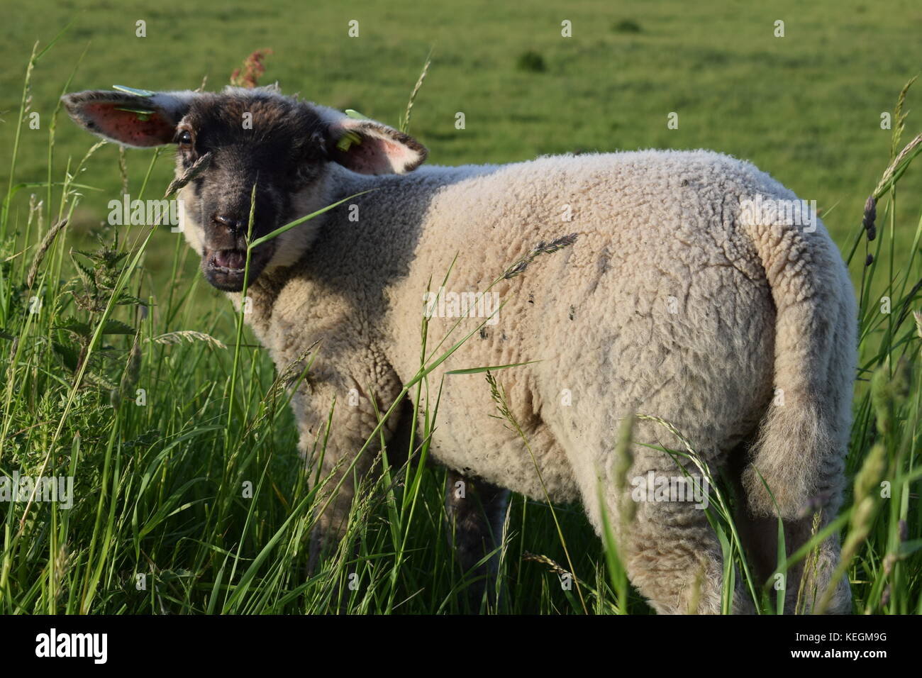 Sheep grazing in the meadow Stock Photo - Alamy