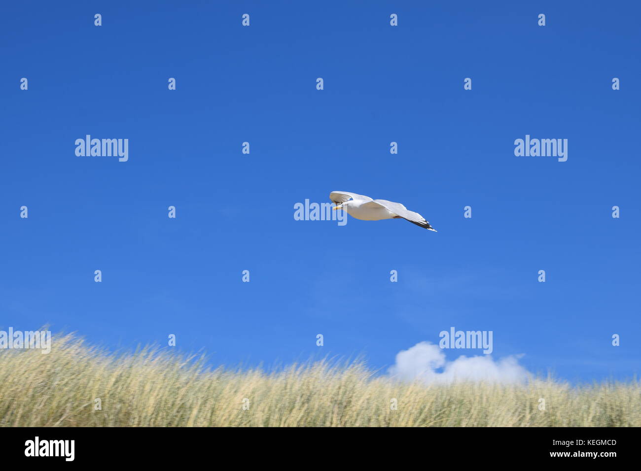 Flying seagull at the beach with blue sky Stock Photo - Alamy