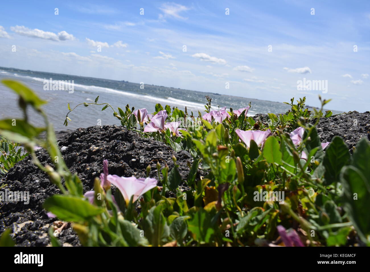 Pink flowers on the beach shore Stock Photo - Alamy