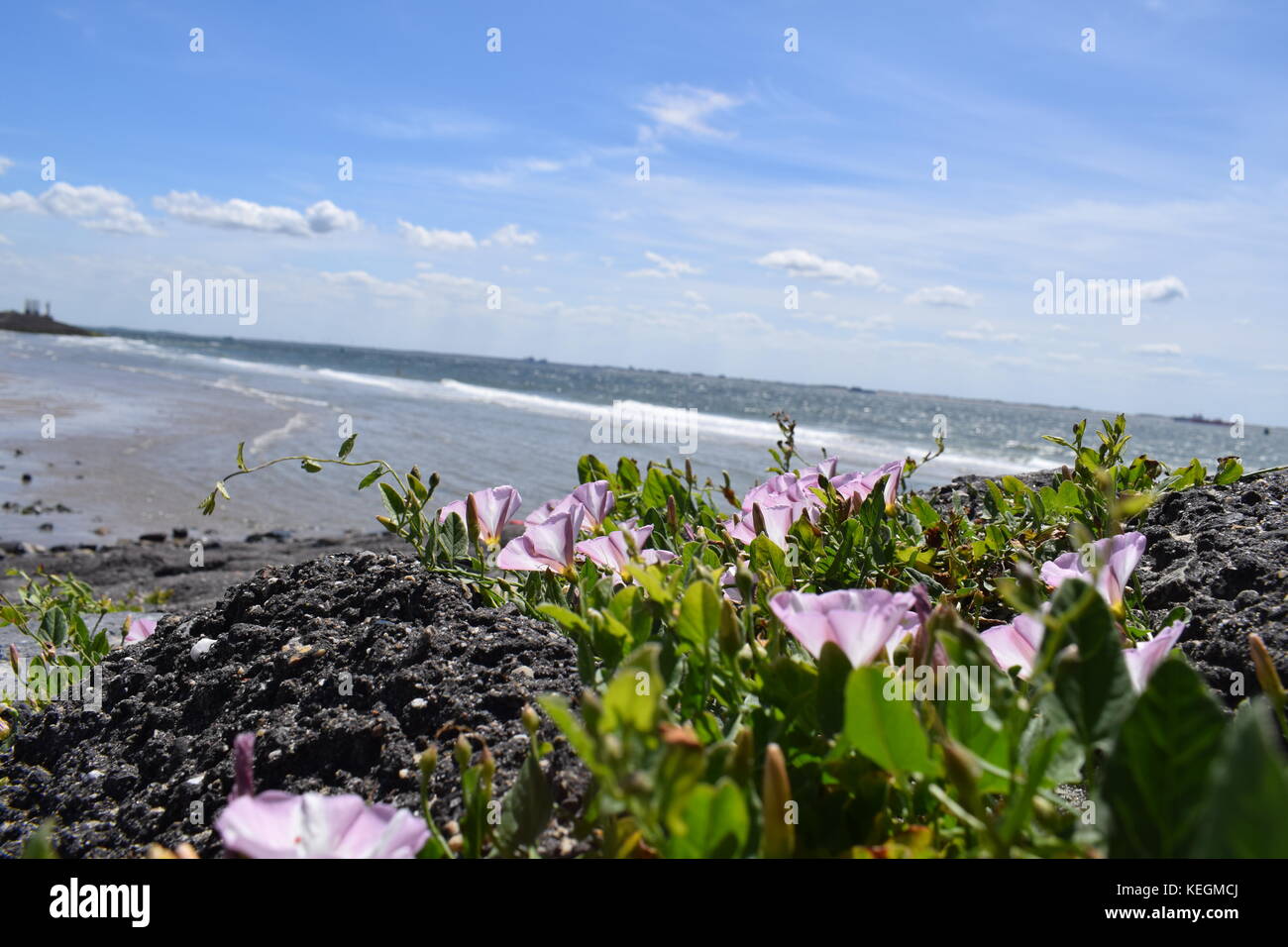 Pink flowers on the beach shore Stock Photo - Alamy