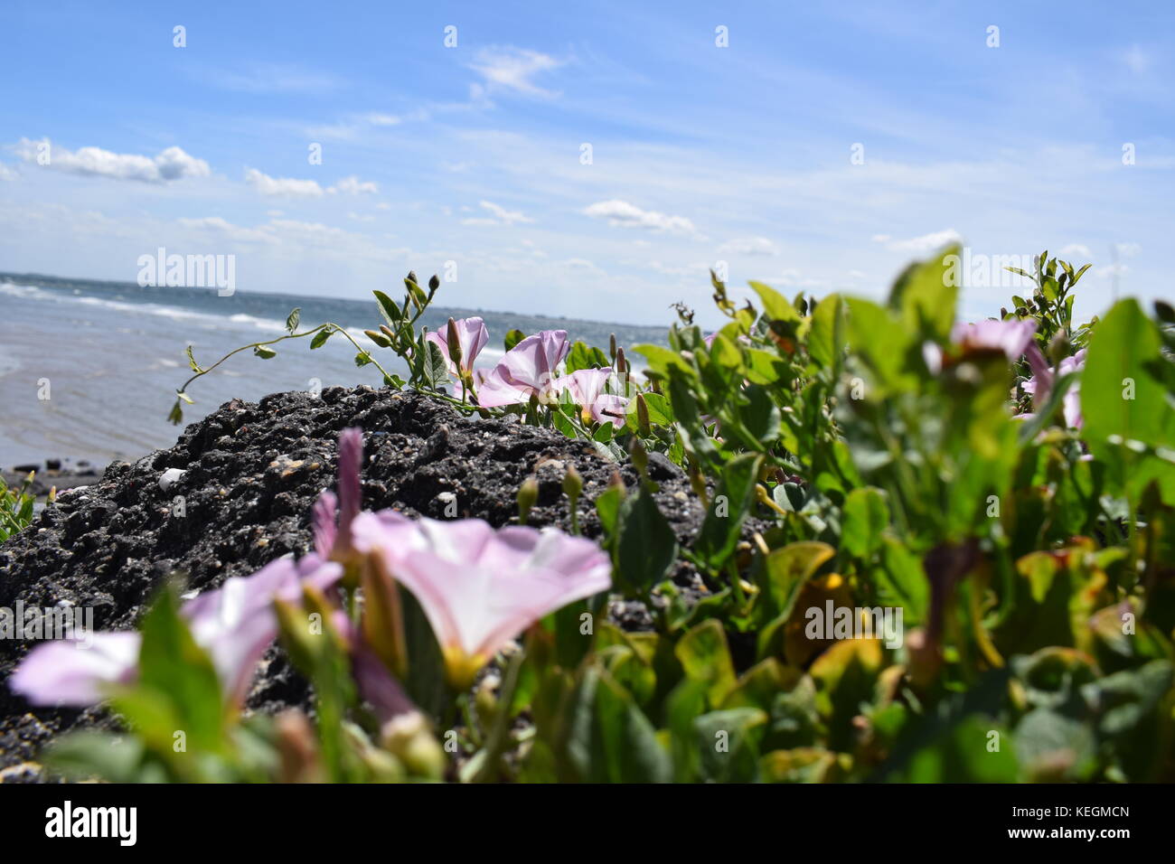 Pink flowers on the beach shore Stock Photo - Alamy
