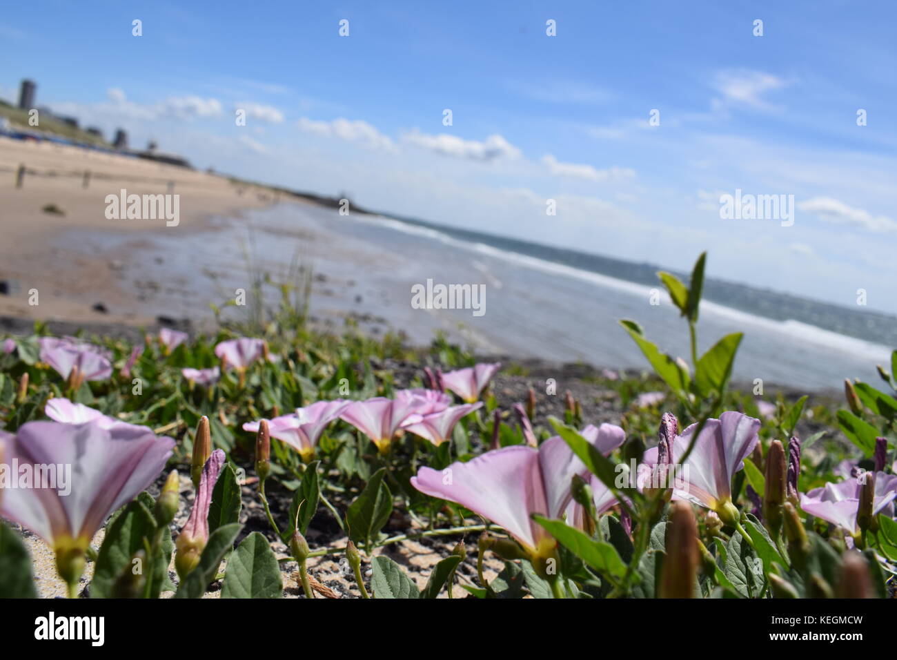 Pink flowers on the beach shore Stock Photo - Alamy