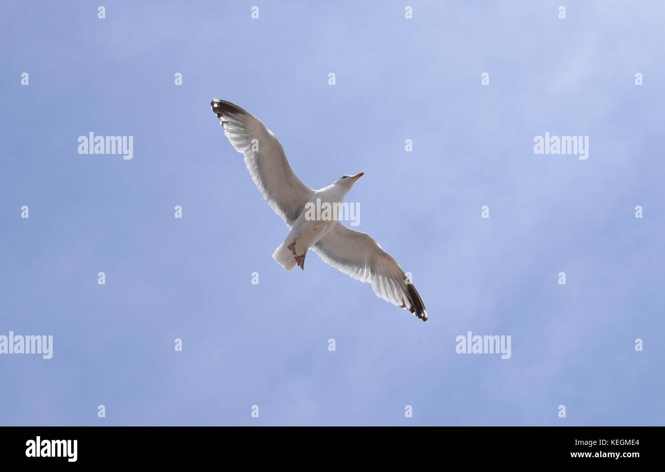 Flying seagull at the beach with blue sky Stock Photo - Alamy