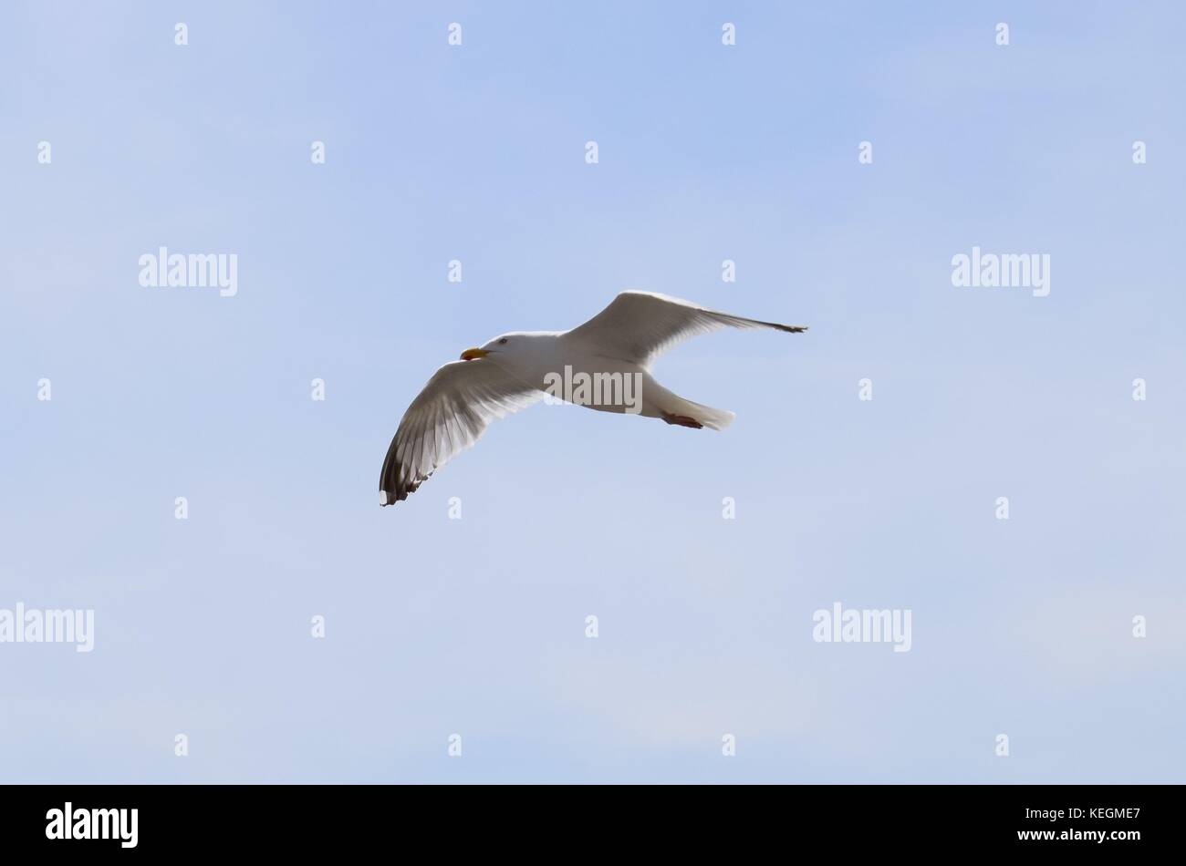 Flying seagull at the beach with blue sky Stock Photo - Alamy