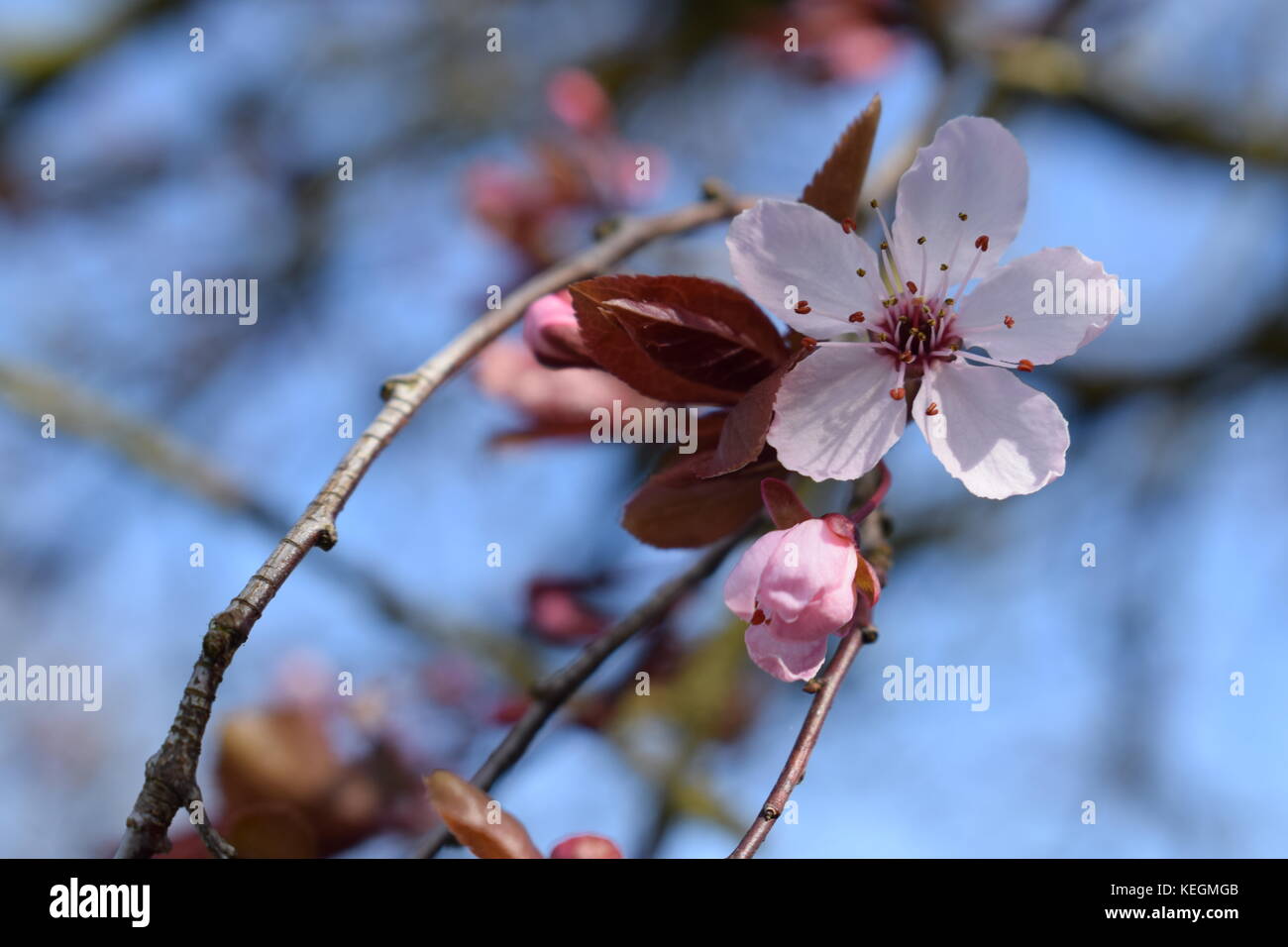 Pink blossom tree in spring Stock Photo - Alamy