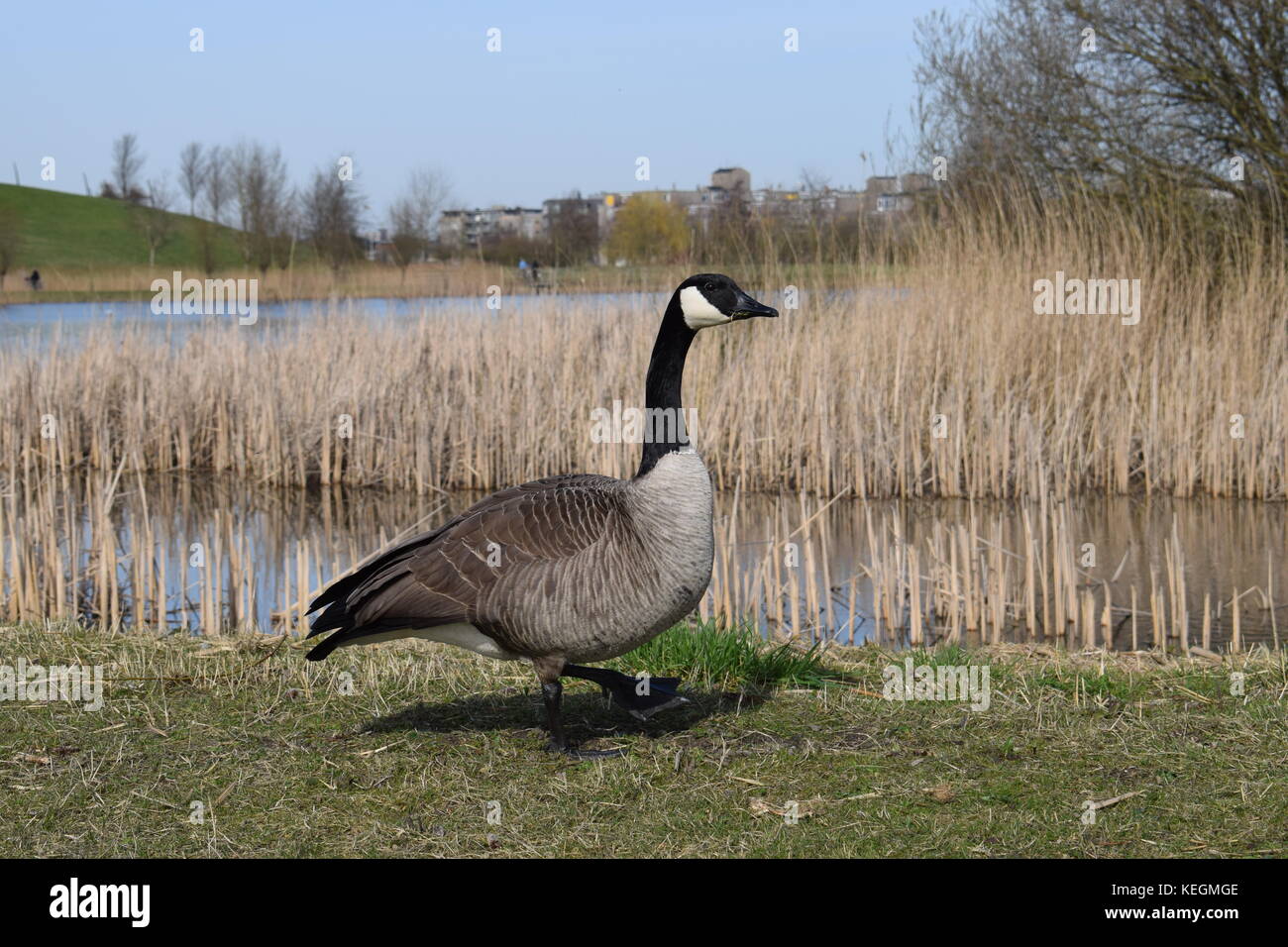 Canadian goose on the water side Stock Photo - Alamy