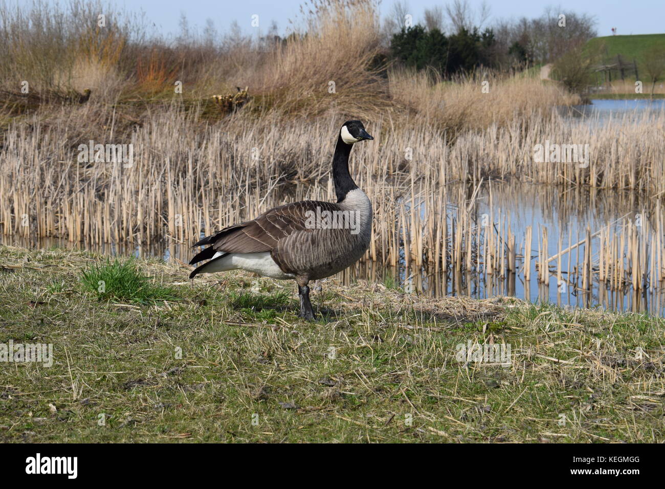 Canadian goose on the water side Stock Photo - Alamy