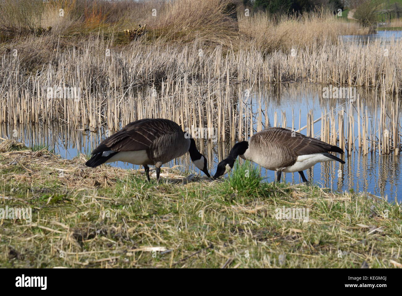 Canadian goose on the water side Stock Photo - Alamy