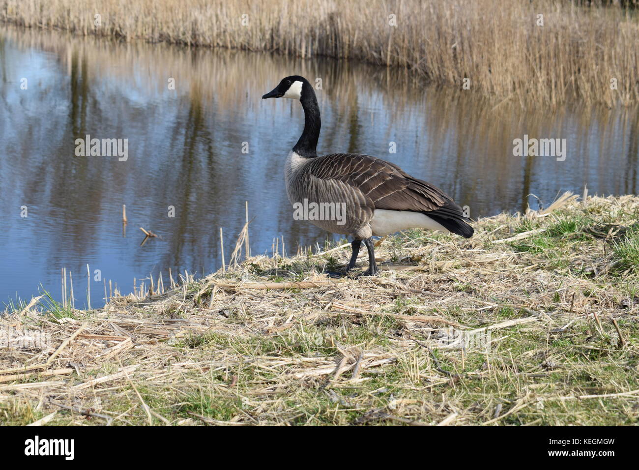 Canadian goose on the water side Stock Photo - Alamy