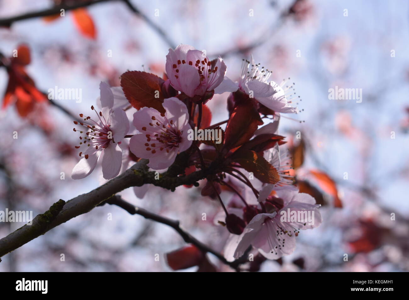 Pink blossom tree in spring Stock Photo - Alamy