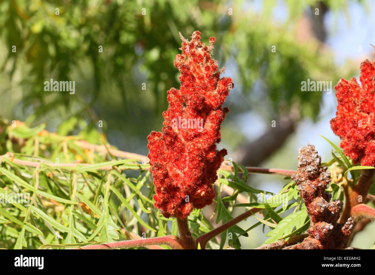 ripe rhus or sumac sumach panicle bright red in colour in early autumn ...