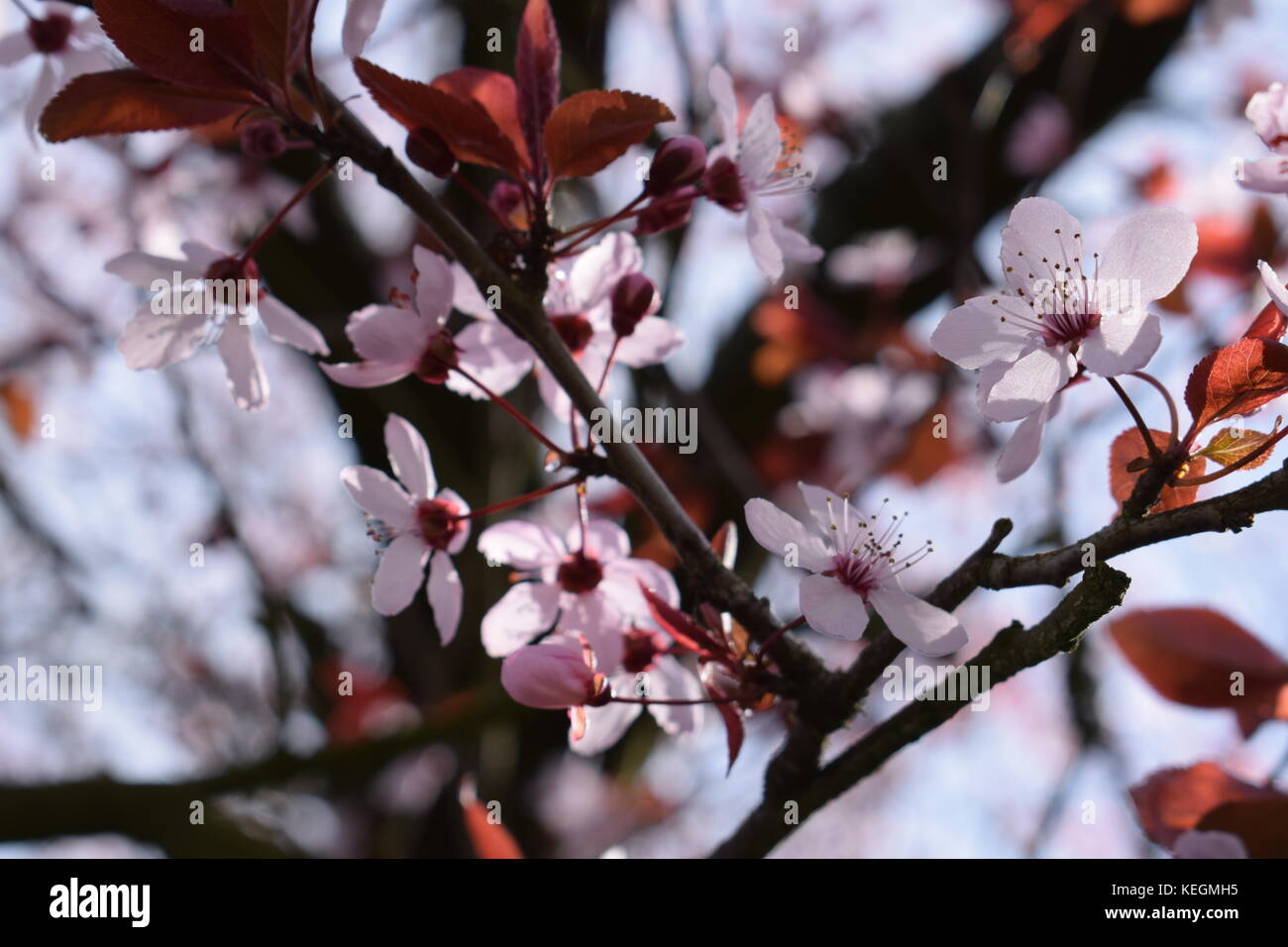Pink blossom tree in spring Stock Photo - Alamy