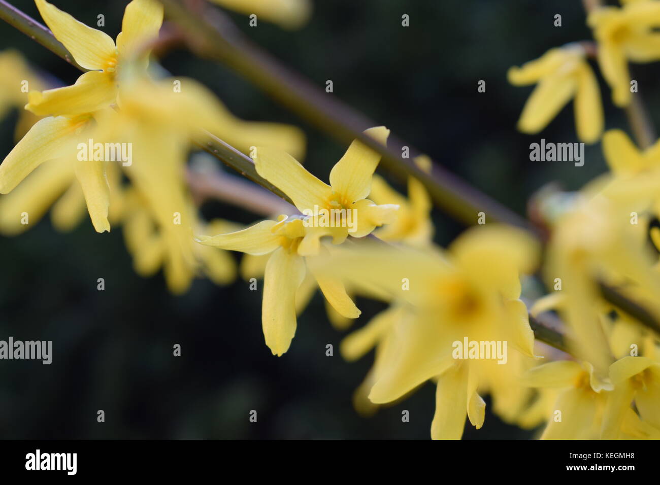 Yellow spring blossom flowers Stock Photo - Alamy