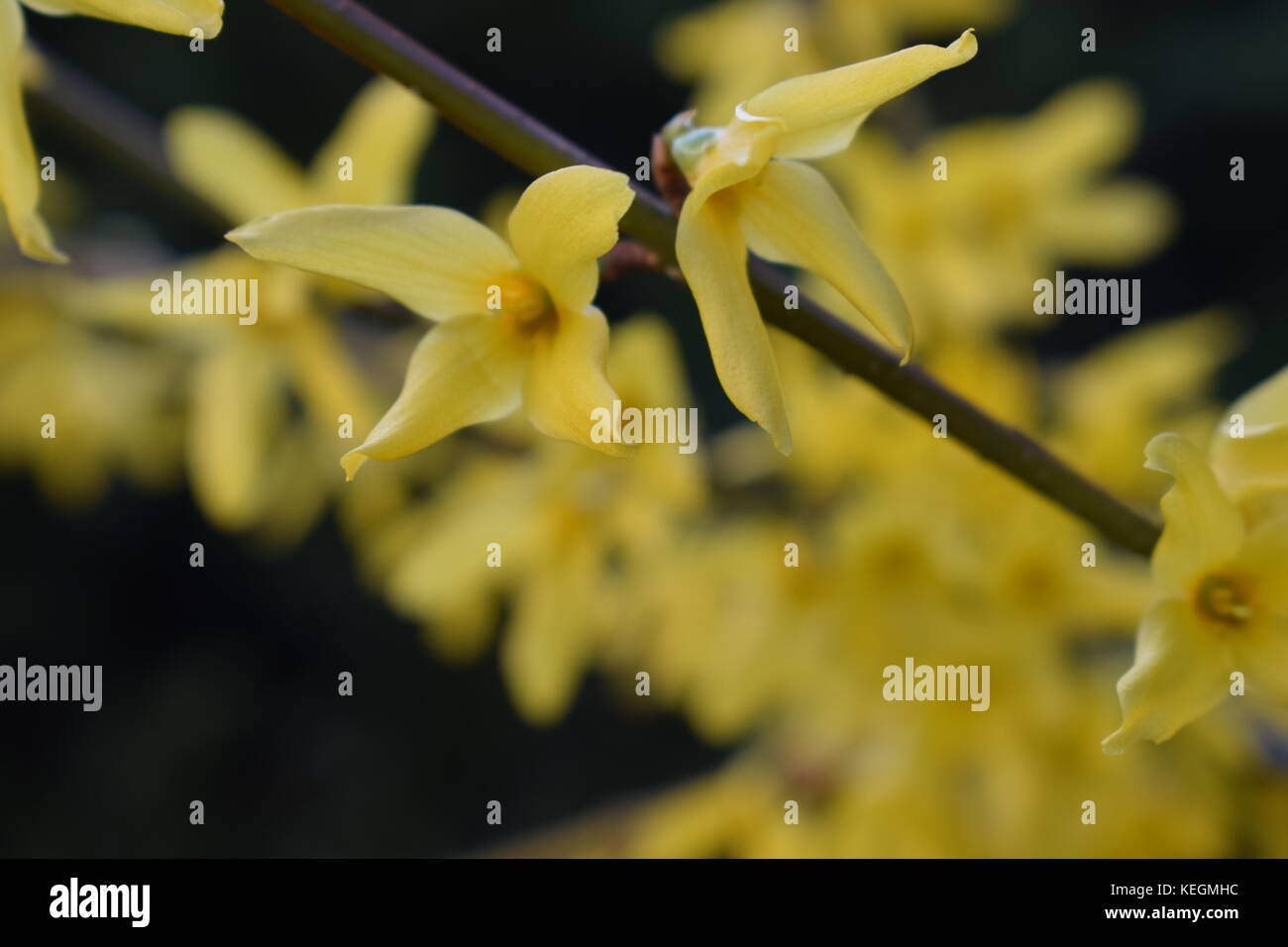 Spring season flowers hi-res stock photography and images - Alamy