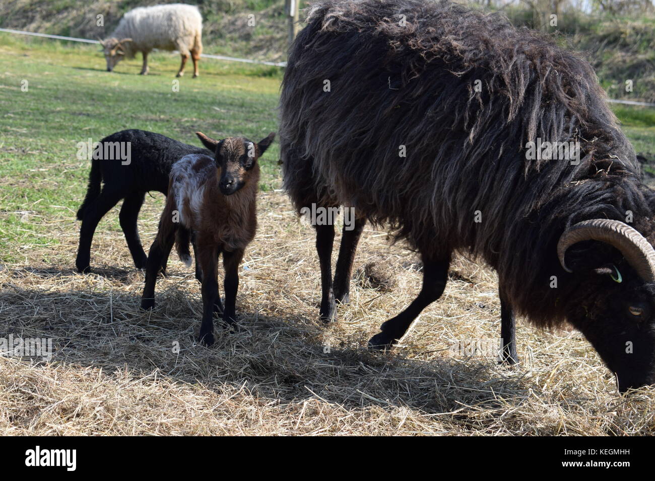 Little lambs baby animals born in spring Stock Photo - Alamy