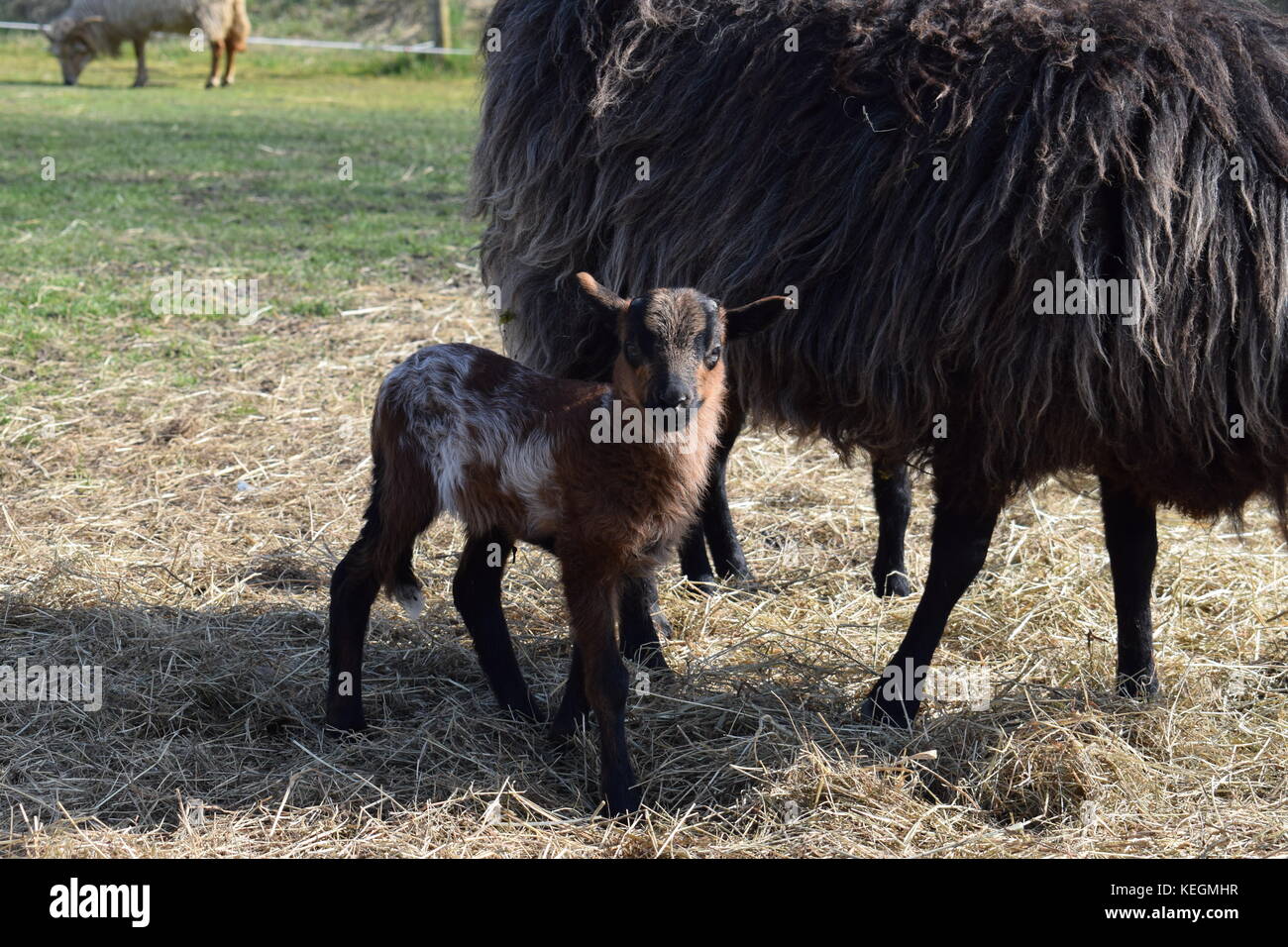 Little lambs baby animals born in spring Stock Photo - Alamy