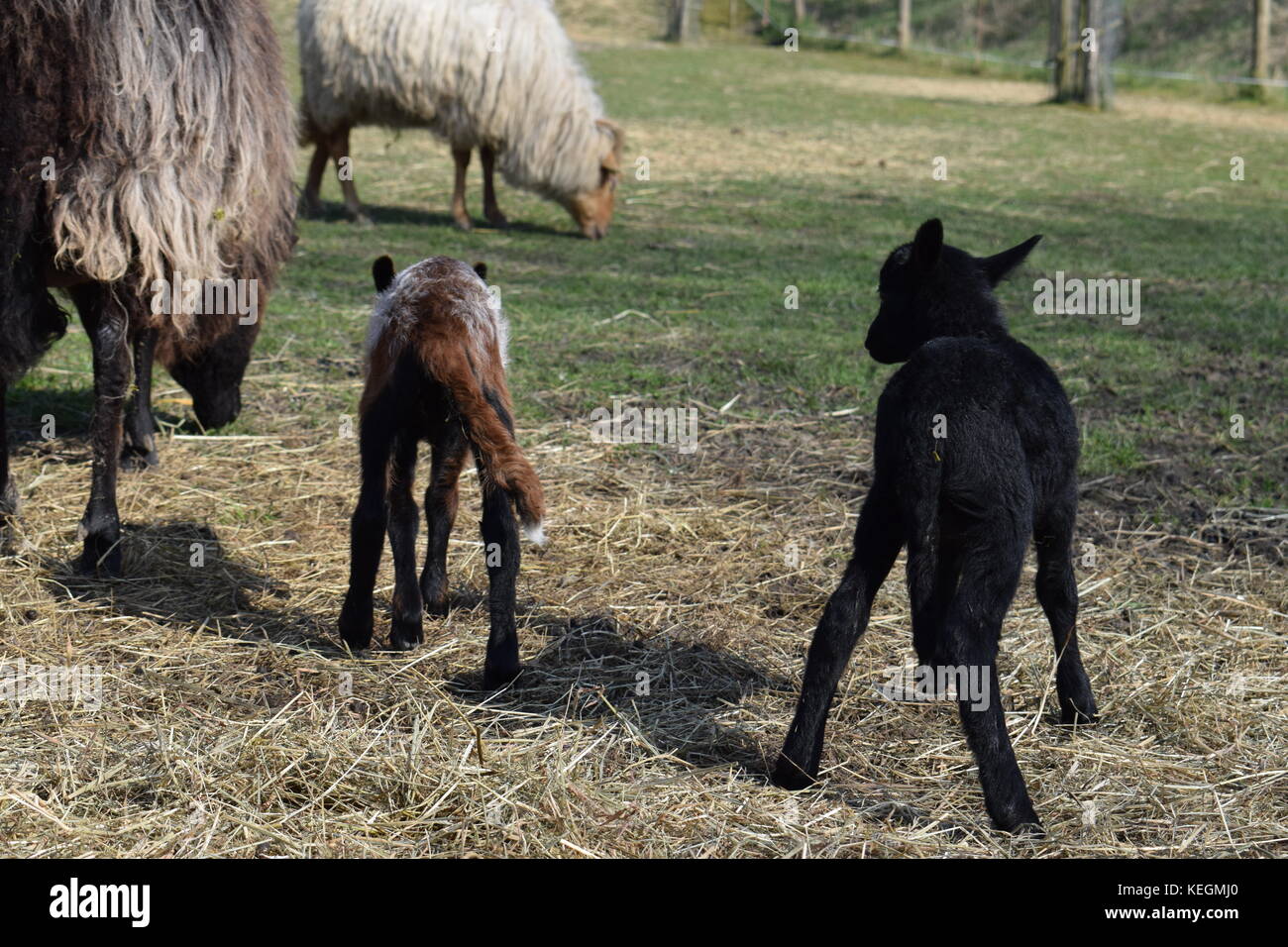 Little lambs baby animals born in spring Stock Photo - Alamy