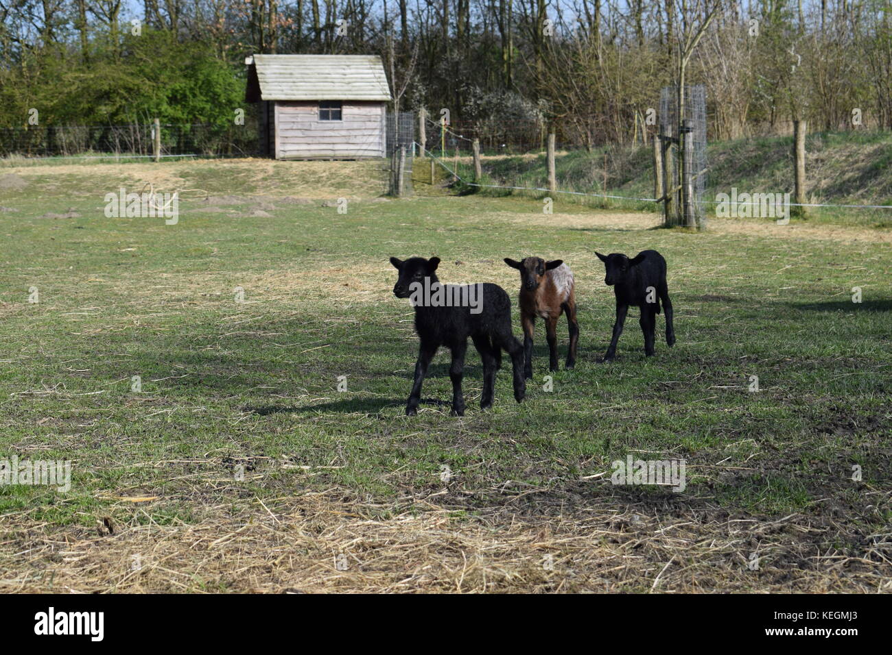 Little lambs baby animals born in spring Stock Photo - Alamy