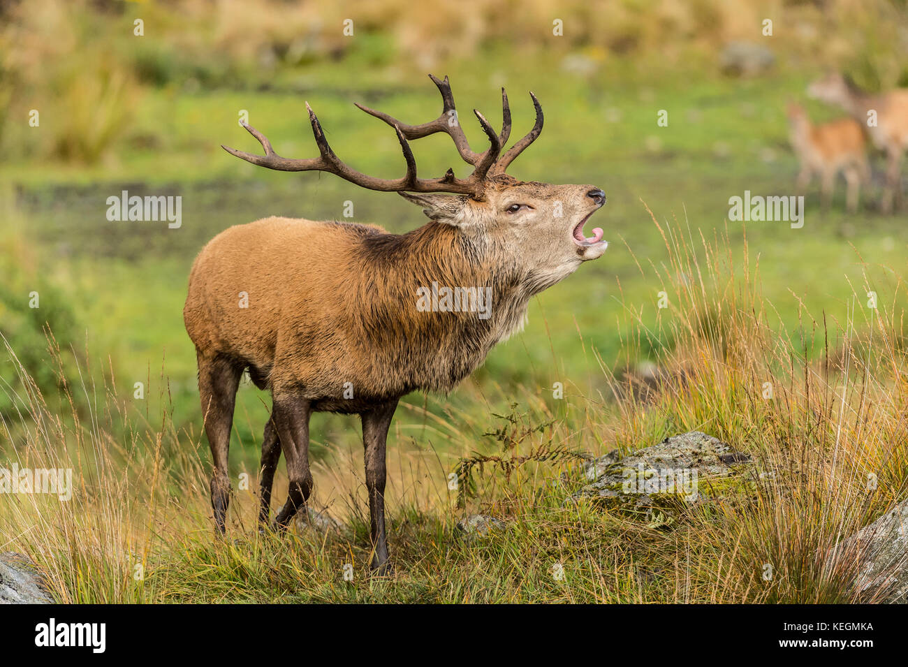 Tear duct hi-res stock photography and images - Alamy