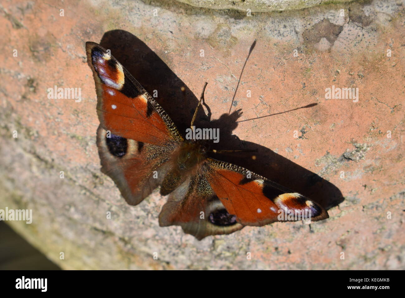 Summer insects hi-res stock photography and images - Alamy