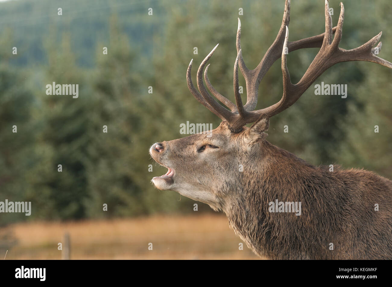 Red Deer Stag roaring (Cervus elaphus Stock Photo - Alamy