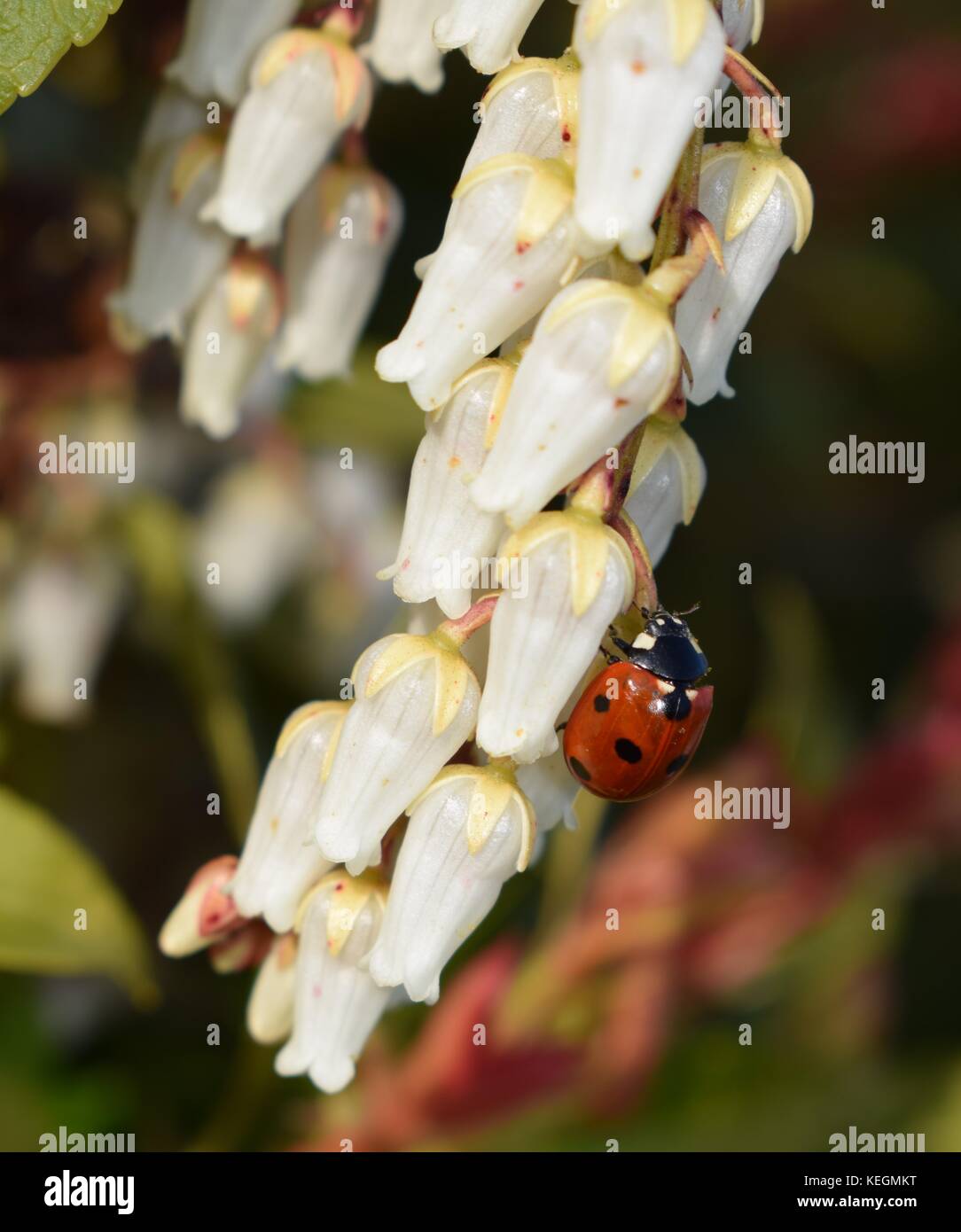 Ladybug in flowers hi-res stock photography and images - Alamy