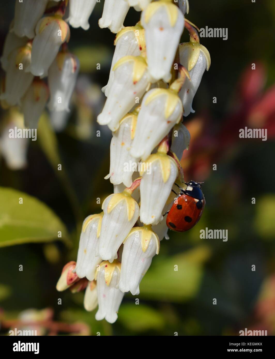 Lady bugs on flowers hi-res stock photography and images - Alamy