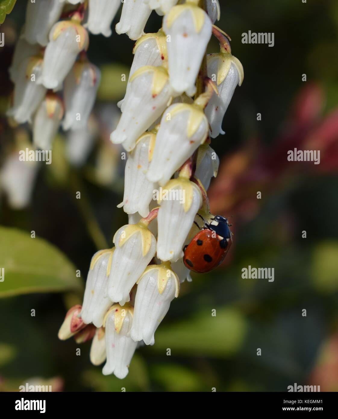 Ladybug on white flower in spring Stock Photo - Alamy