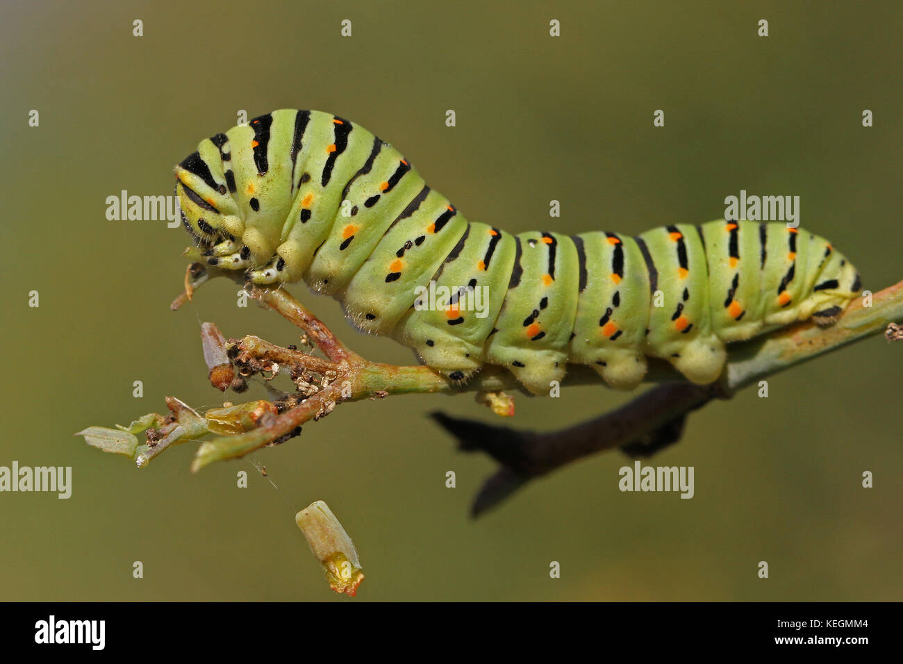 Swallowtail caterpillar or swallowtail butterfly larva Latin name ...