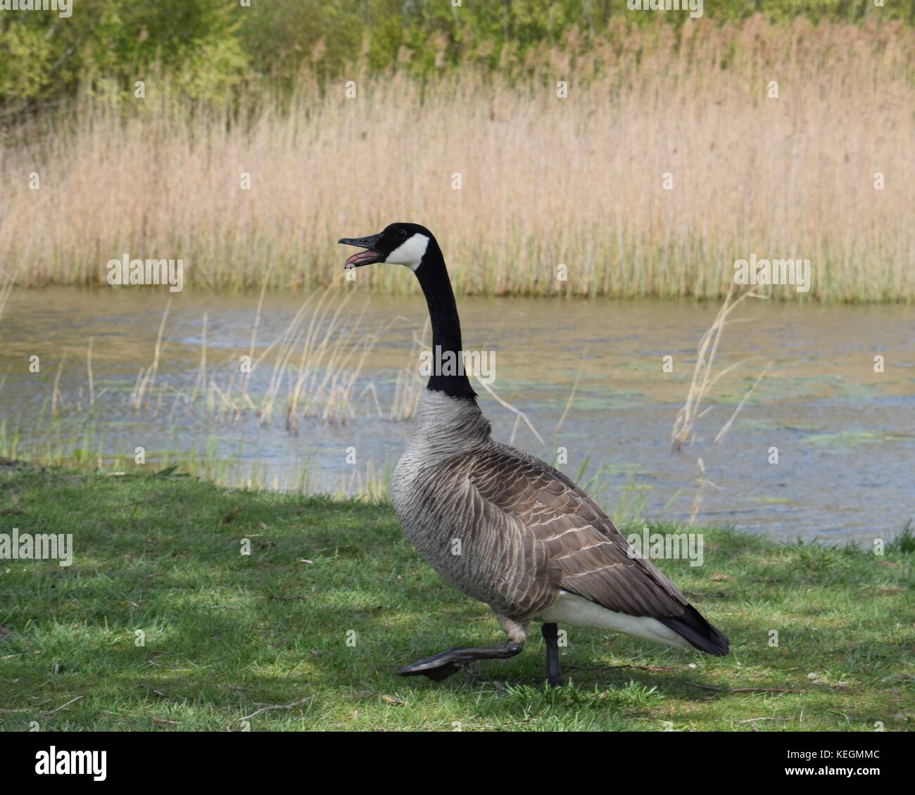 Canadian goose on the water side in the netherlands Stock Photo - Alamy