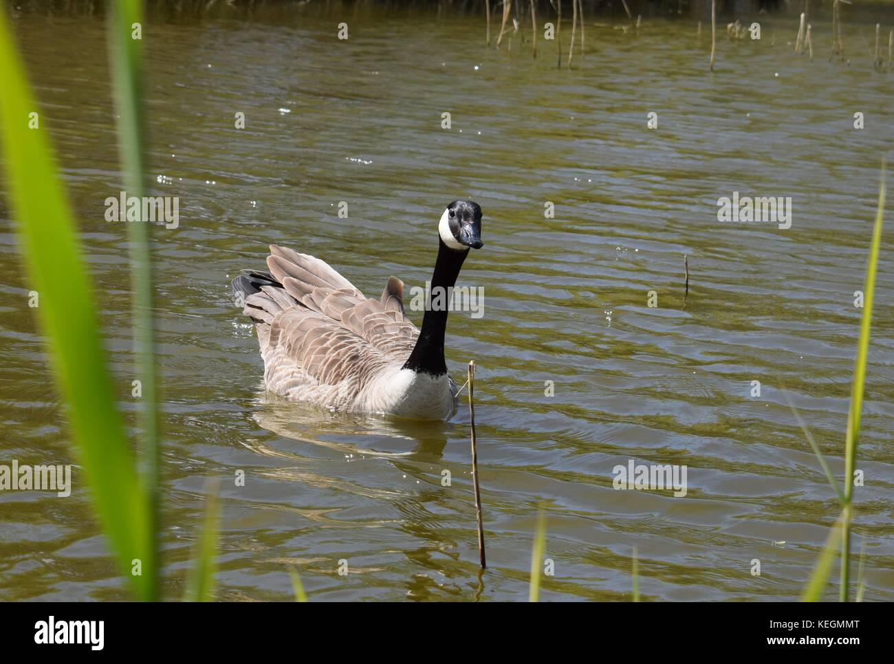 Canadian goose on the water side in the netherlands Stock Photo - Alamy