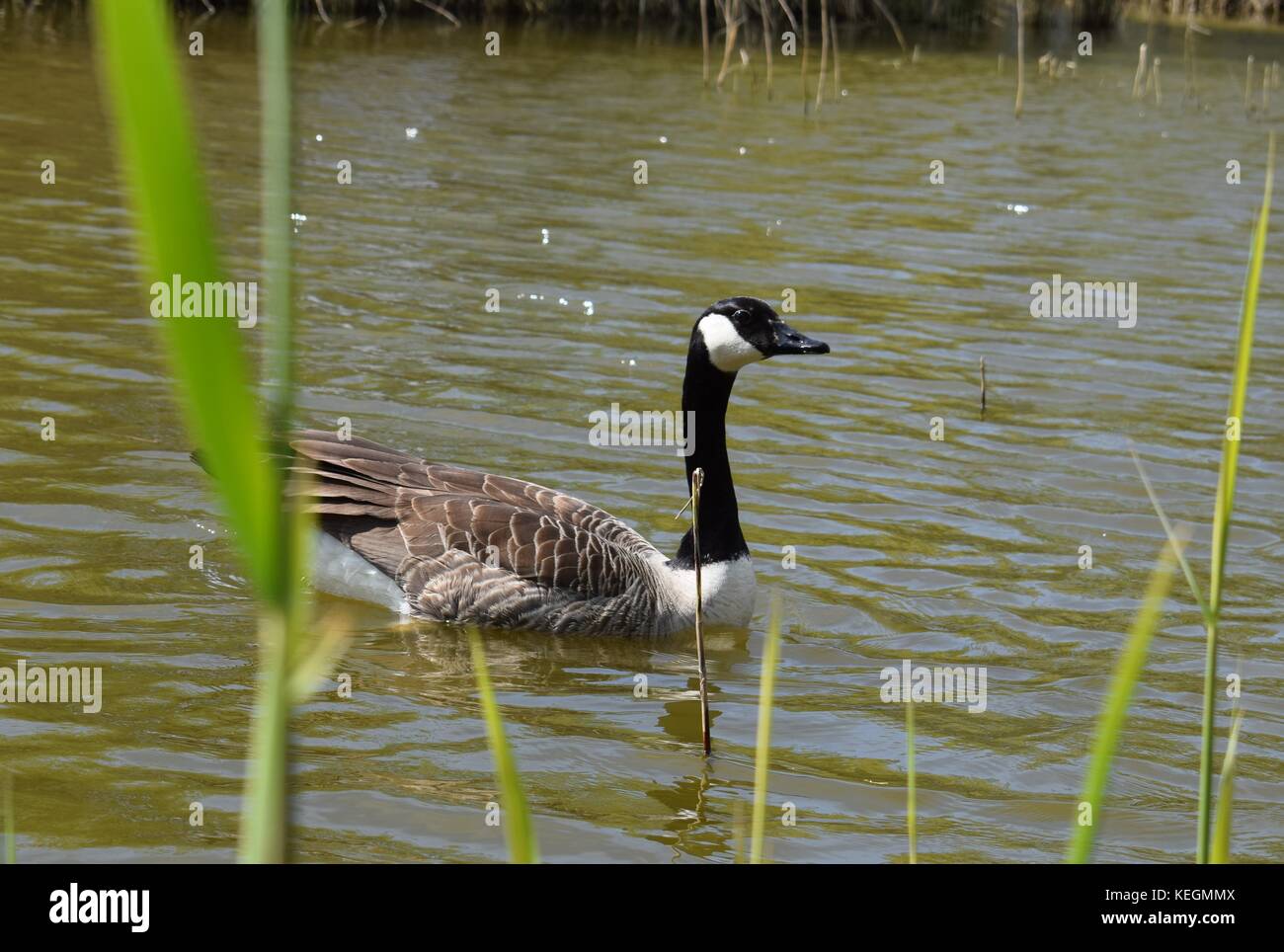 Wildlife of the netherlands hi-res stock photography and images - Alamy