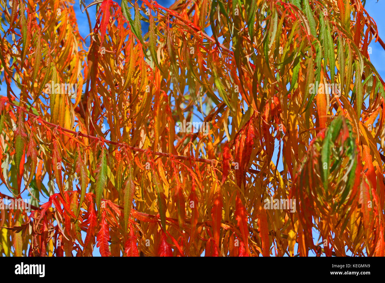 Anacardiaceae family hi-res stock photography and images - Alamy