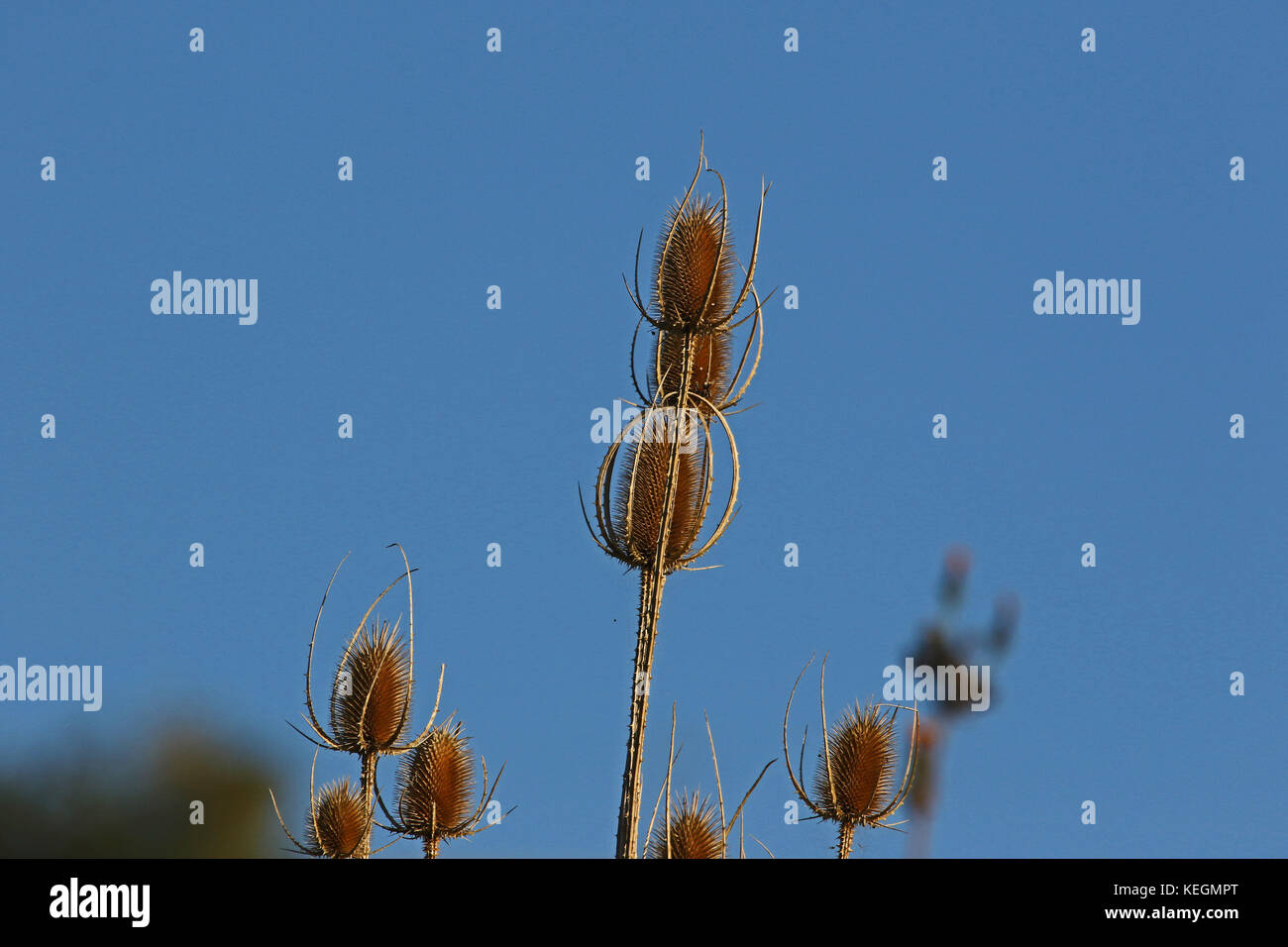 Teasle flower hi-res stock photography and images - Alamy