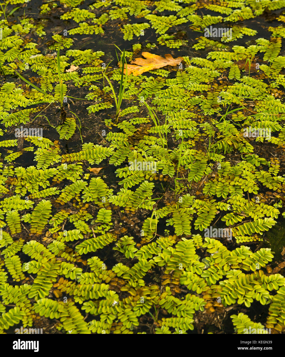 Salvinia natans hi-res stock photography and images - Alamy