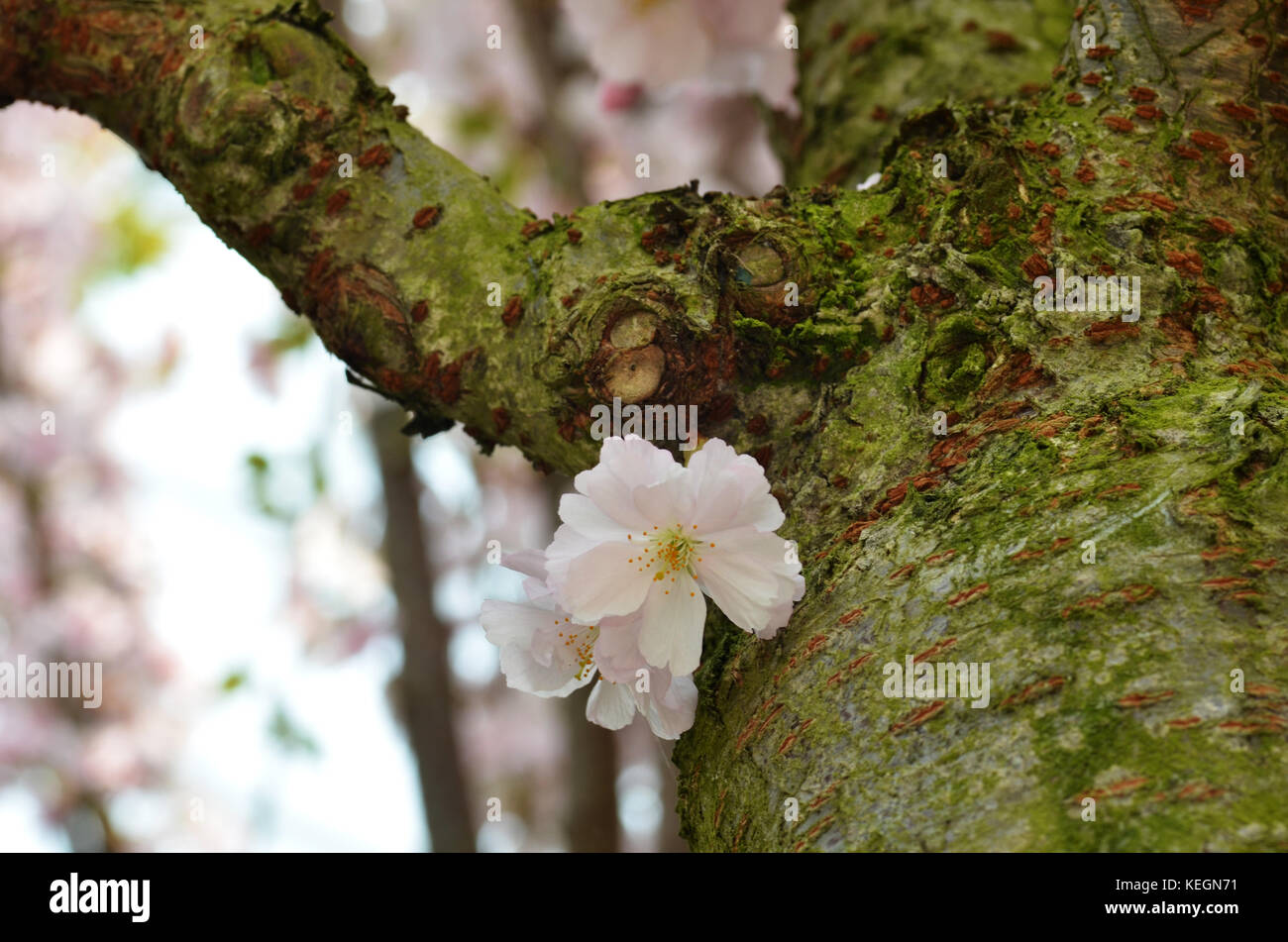Spring flowers series beautiful hi-res stock photography and images - Alamy