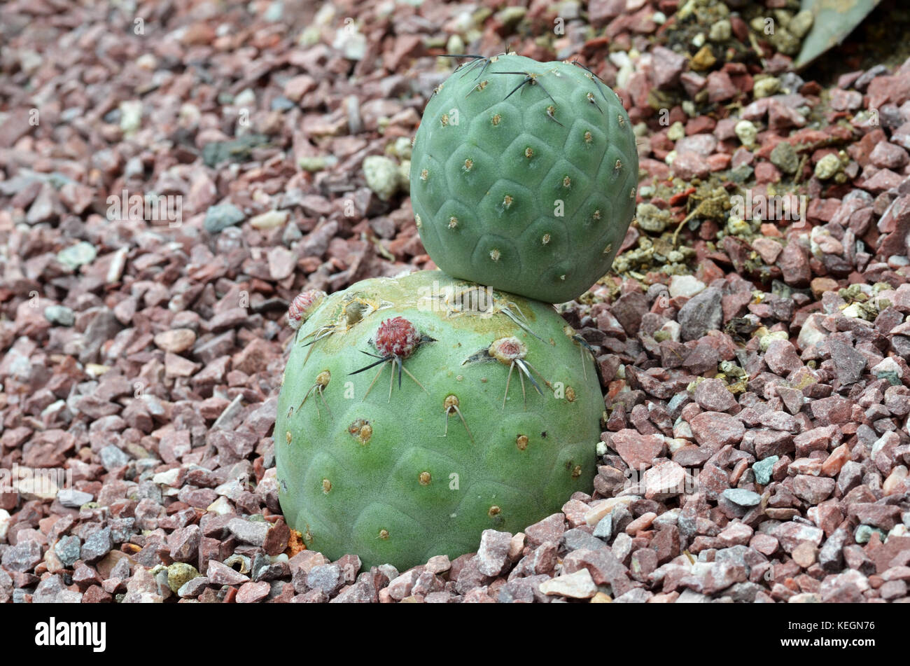 Cactus planted in a botanical garden, Singapore Stock Photo - Alamy