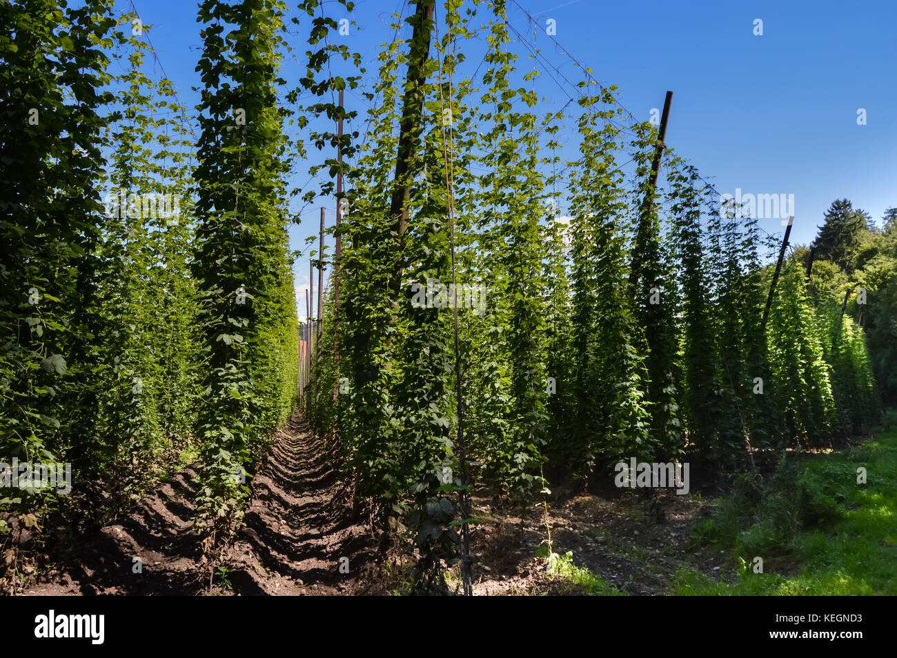 Hop plants suspended by cables in the German countryside Stock Photo ...